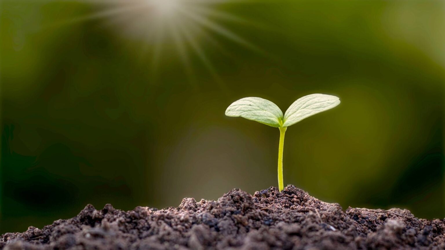 A natureza e seus ensinamentos - Essencia Lotus